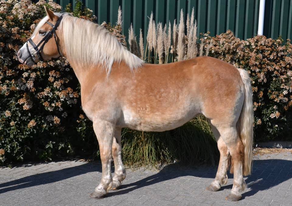 Onze paarden - 't Hoefijzer