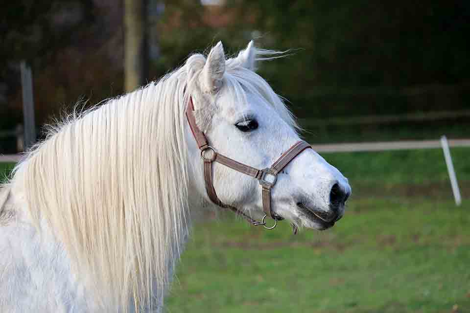 Onze paarden - 't Hoefijzer