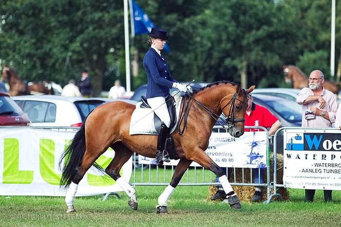 Onze paarden - 't Hoefijzer